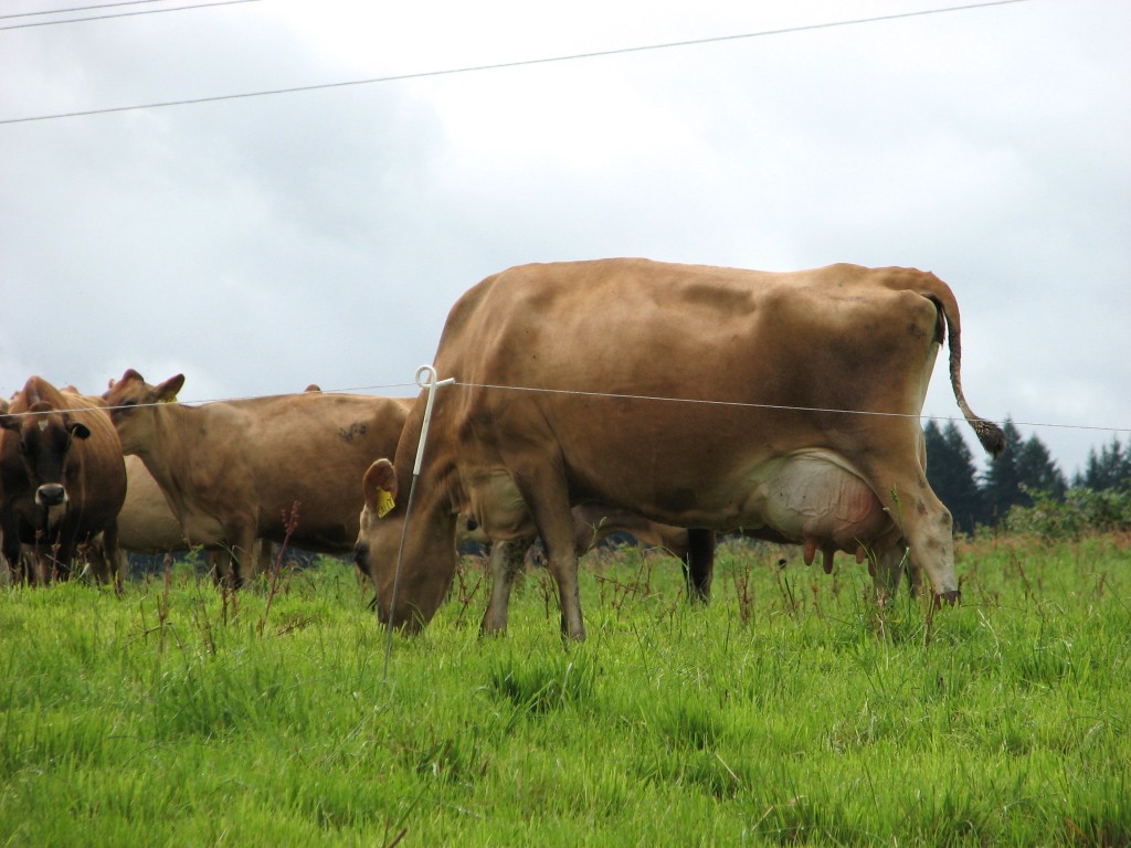 Meet the cows who make the cream: Organic Valley farm visit | Oregon ...