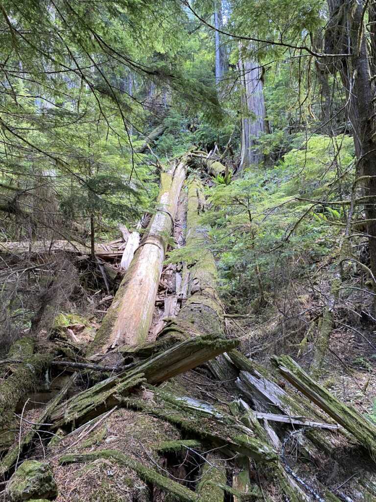 The Jones Lab – Plant Ecology and Evolutionary Biology