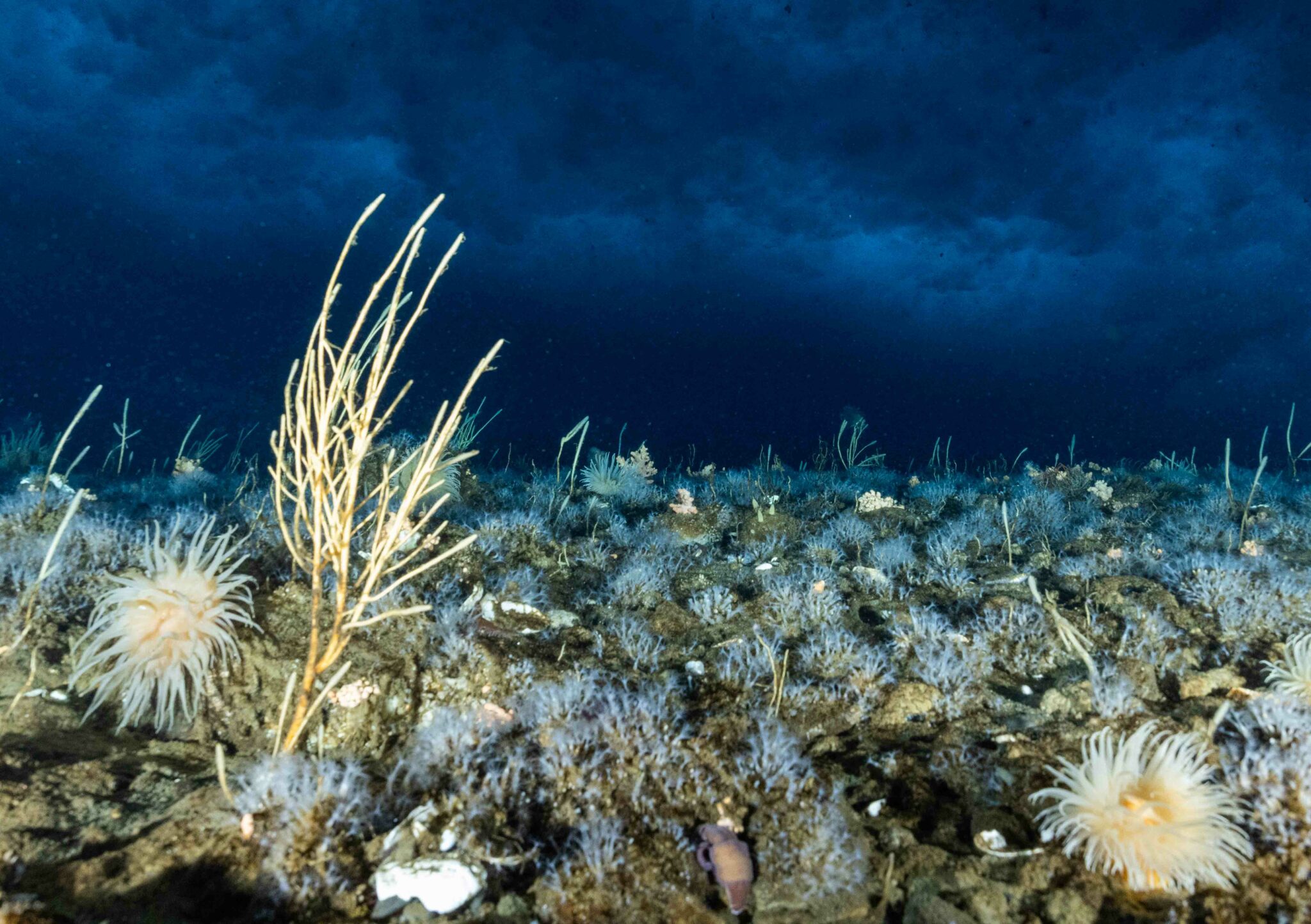 Deep-Sea and Polar Biology | A research blog about polar and deep-sea ...