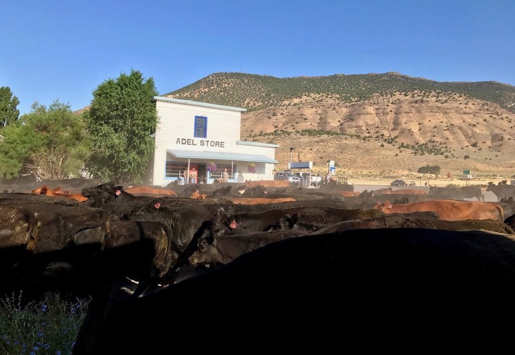 A visit to Adel « Bernard Daly's Promise