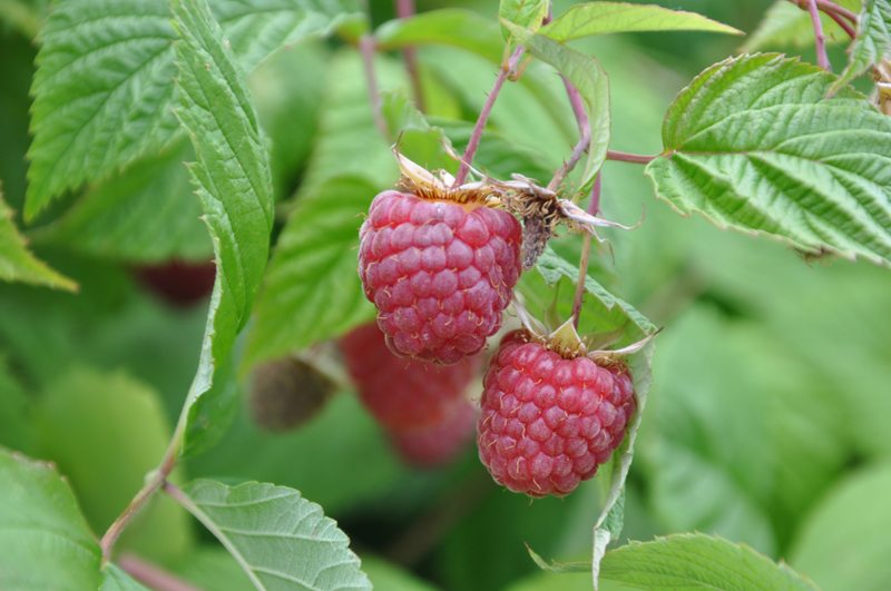 Cultivating Service | Week 4: The lifecycle of a raspberry plant