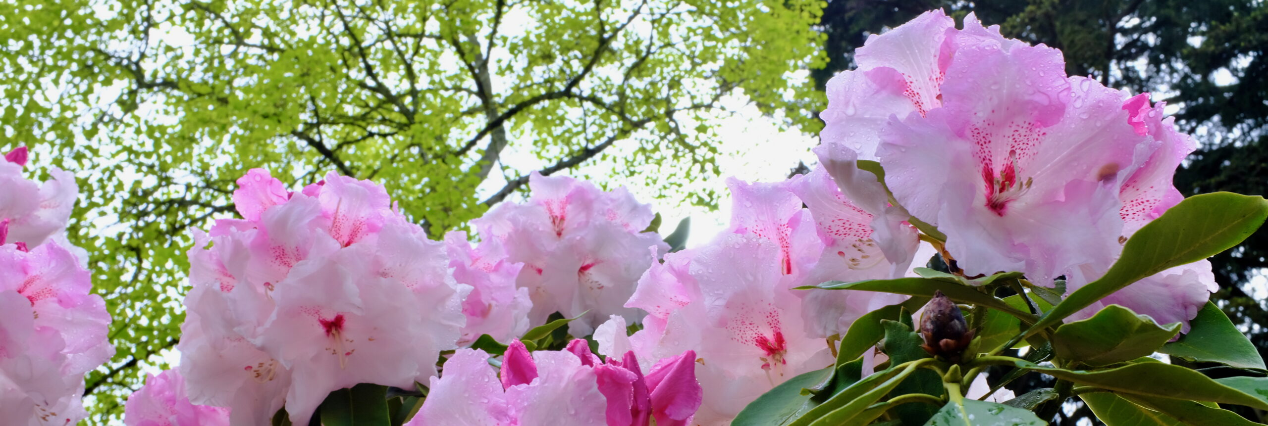 Enhancing class engagement with OSU’s new student response system – OSU ...