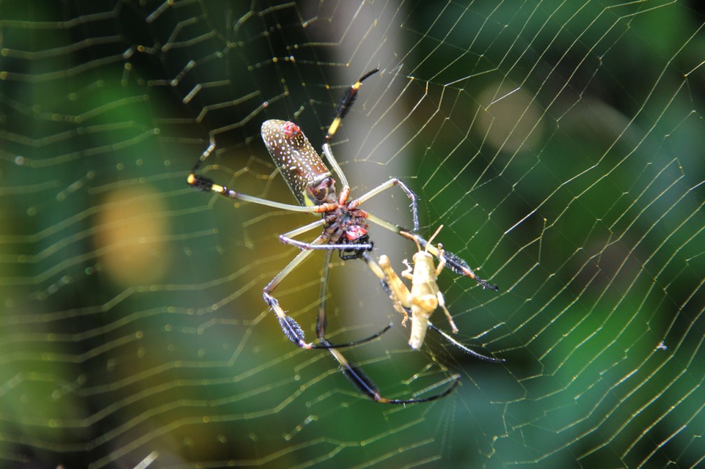 Species of the day –Back-dated#3 – Golden silk orb-weaver (Nephila ...