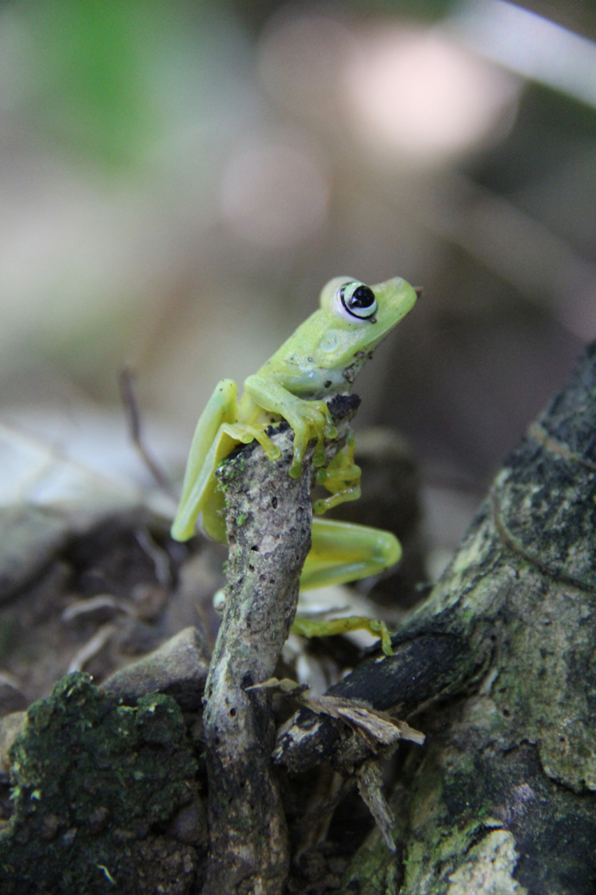 Species of the day –Back-dated#1 – Emerald glass frog (Centrolene ...