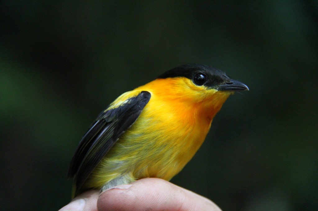 Species of the day –Back-dated#4 – Orange-collared Manakin (Manacus ...