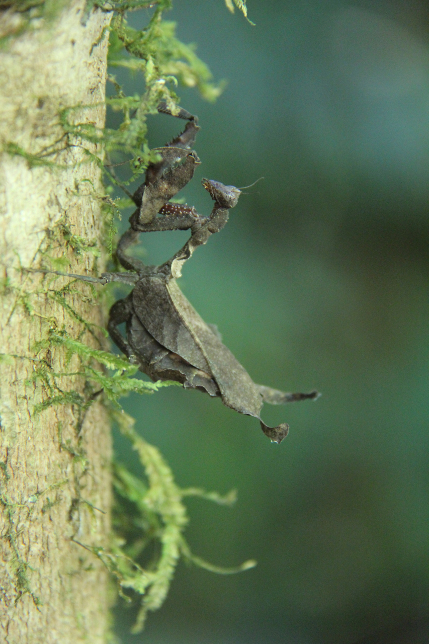 Species of the day – March 7, 2013 – Preying mantis (Mantodea) | Oregon ...