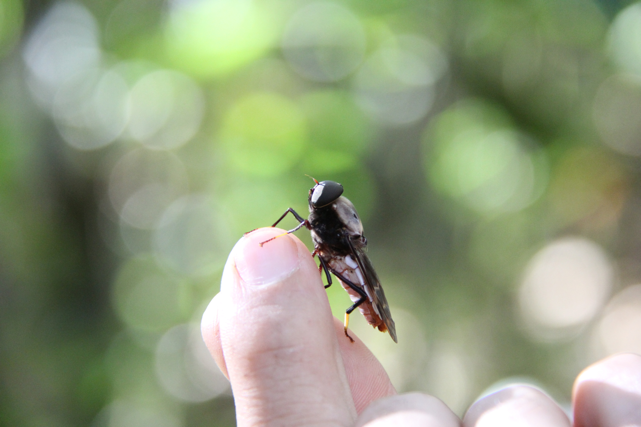 March | 2013 | Oregon State University Hummingbird Research | Page 2