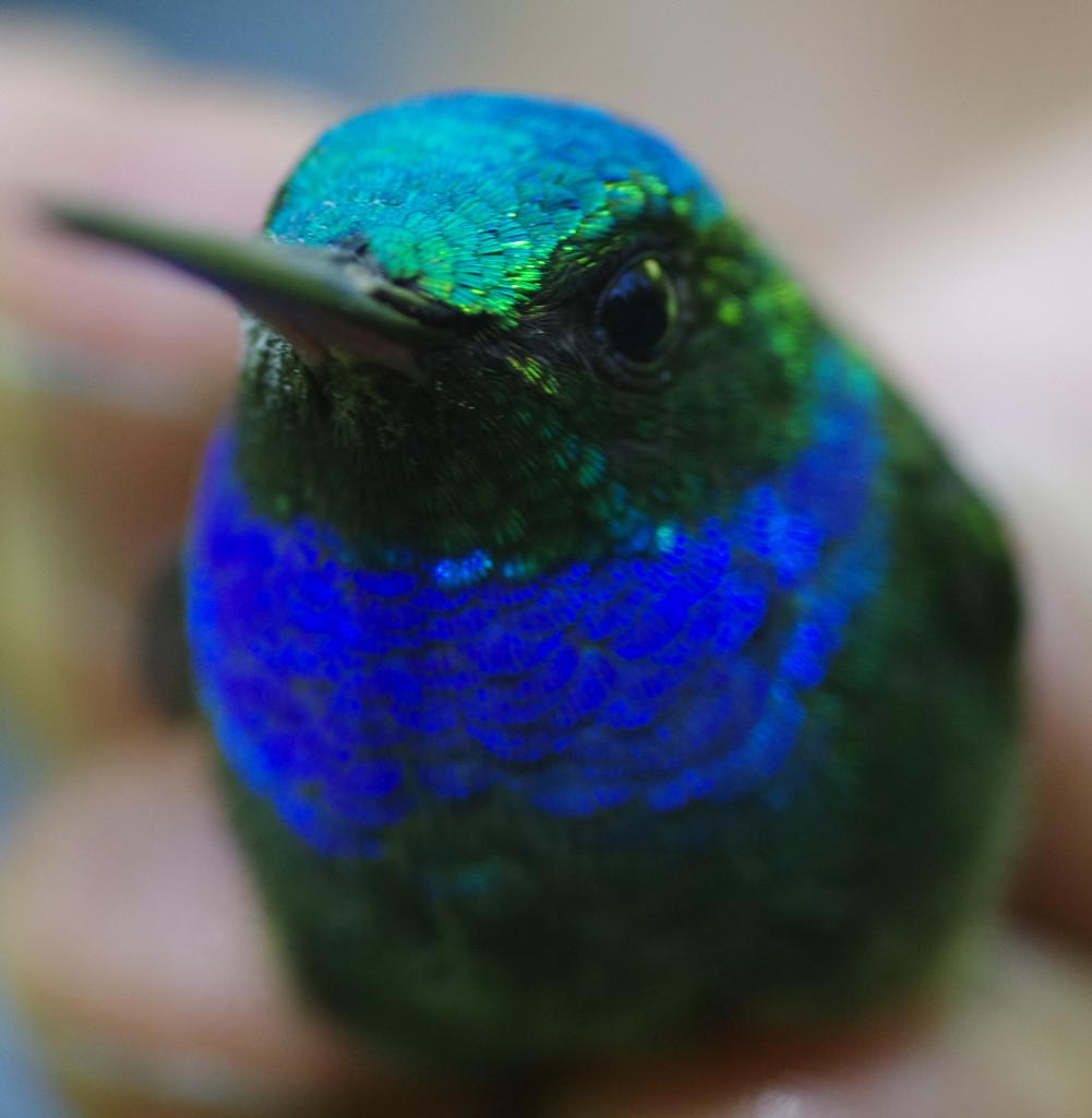 Charming hummingbird! (Amazilia decora) | Oregon State University ...