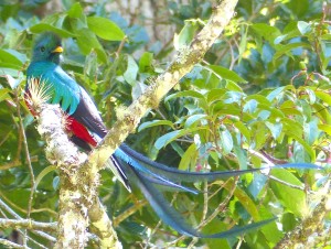 Resplendent Quetzal | Oregon State University Hummingbird Research