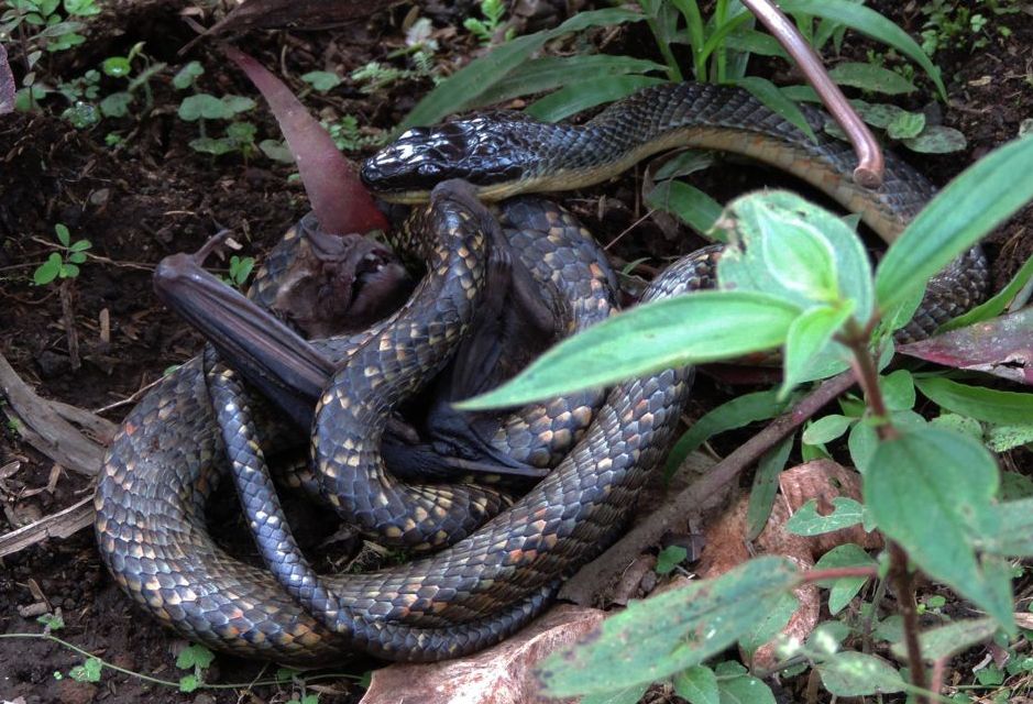 February | 2014 | Oregon State University Hummingbird Research