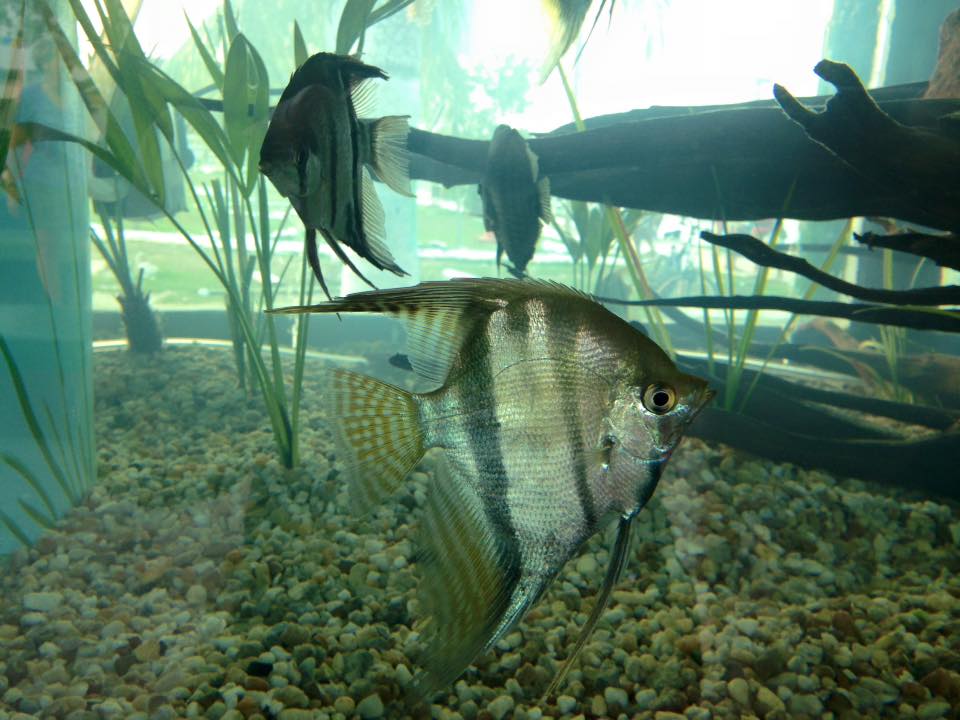 Aquarium Fish make for an Ecotourism, Non-profit Combo | Watershed and ...
