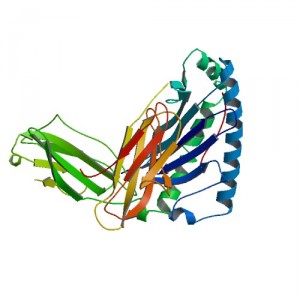 Ovalbumin | Protein Portraits