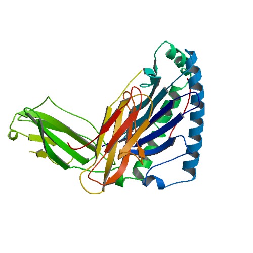 Ovalbumin | Protein Portraits