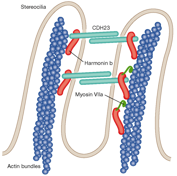 Harmonin, A Hearing Protein | Protein Portraits