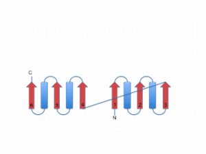 Topology in 2D and 3D — The Rossmann fold | Protein Portraits