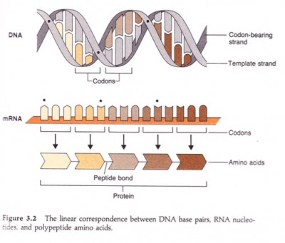 Protein chains | Protein Portraits