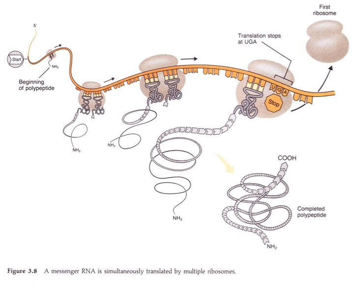 Protein chains | Protein Portraits