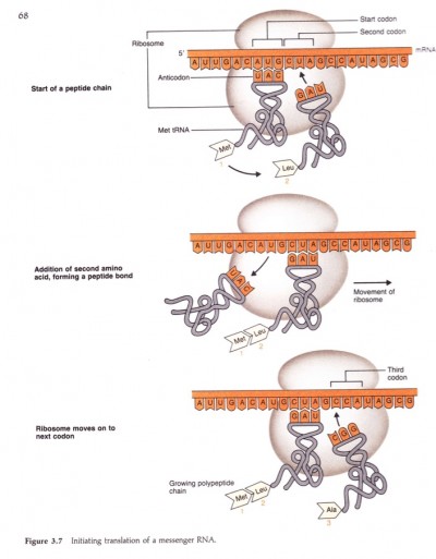 Protein chains | Protein Portraits