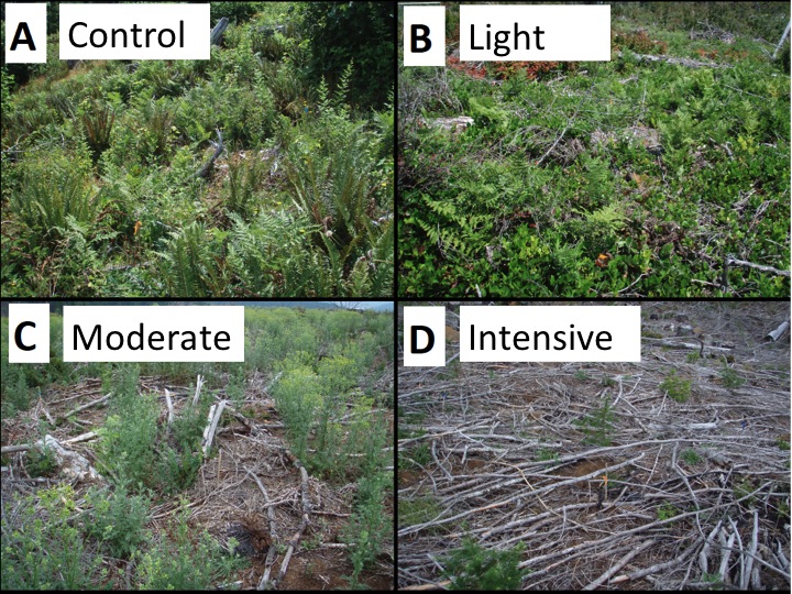 Study Design | Intensive Forest Management and Biodiversity