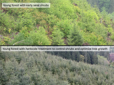 Intensive Forest Management and Biodiversity