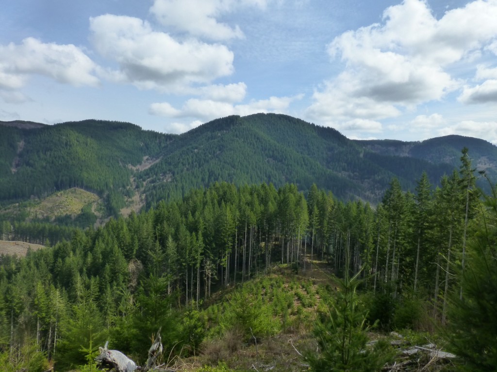 Blog | Intensive Forest Management and Biodiversity