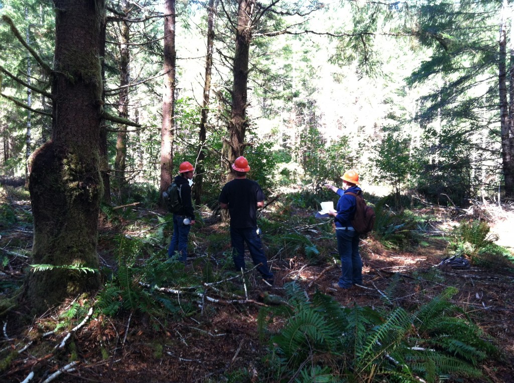 Day 4 – Young stand thinning « College of Forestry Field School