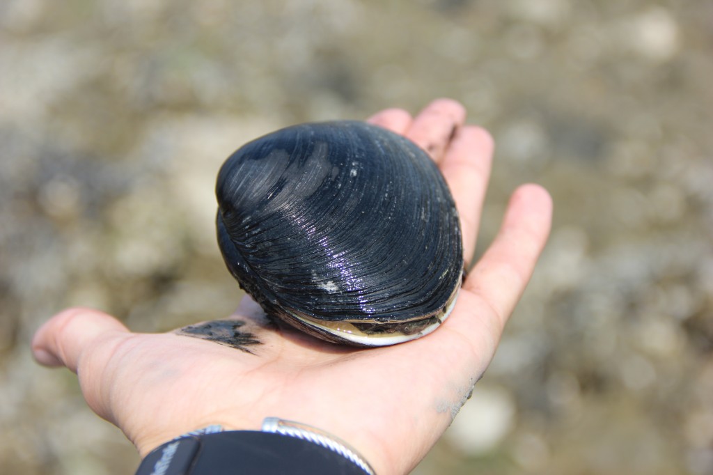 Collaboration with Tribes to Analyze Shellfish | The Superfund Research ...