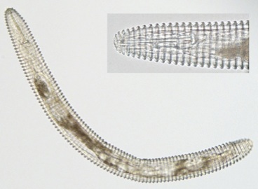 History and management of ring nematode in western Oregon vineyards ...
