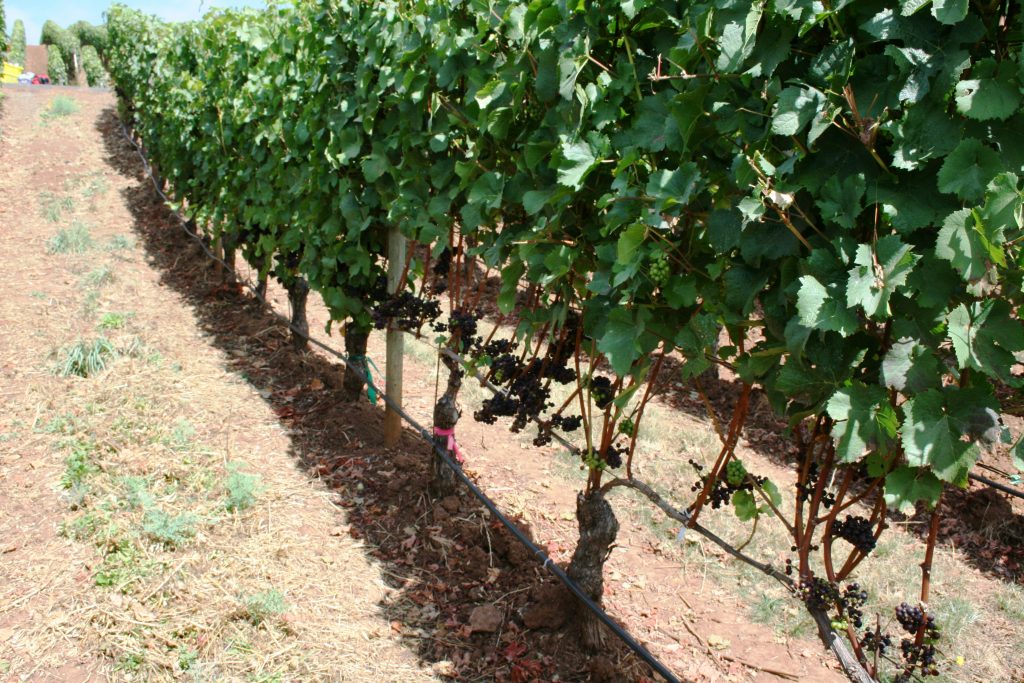 Considerations in the Timing and Application of Leaf Removal – OWRI Updates