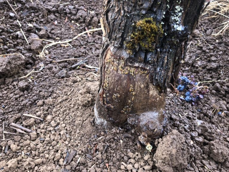 Vole Damage in Vineyards – OWRI Updates