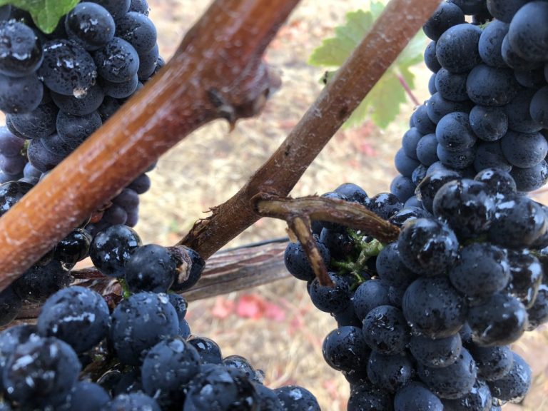 Vole Damage in Vineyards – OWRI Updates