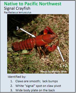 Crayfish – native or invaders? | Breaking Waves