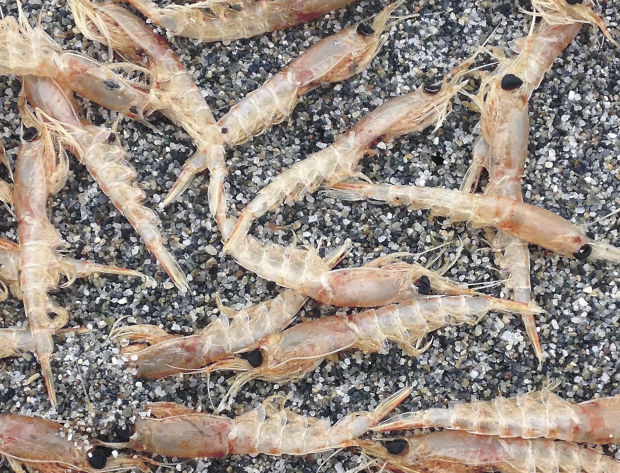 Millions of dead krill found on Oregon beaches | Breaking Waves