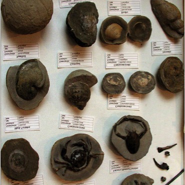 Fossil Fest rescheduled for April 26 | Breaking Waves