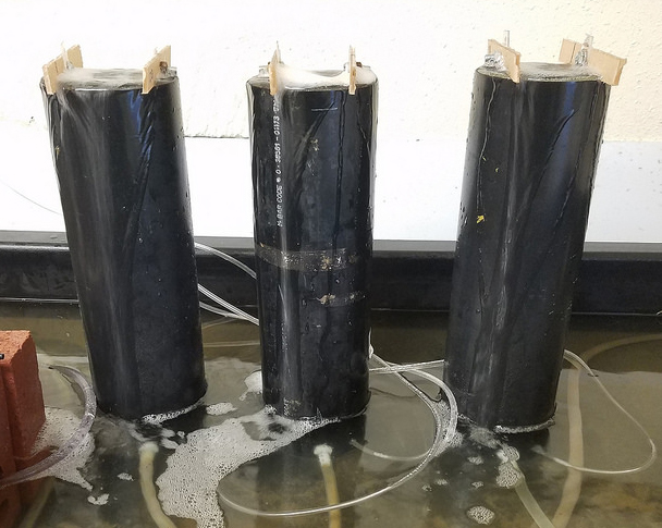 UO study moves seafood industry closer to farming gooseneck barnacles ...