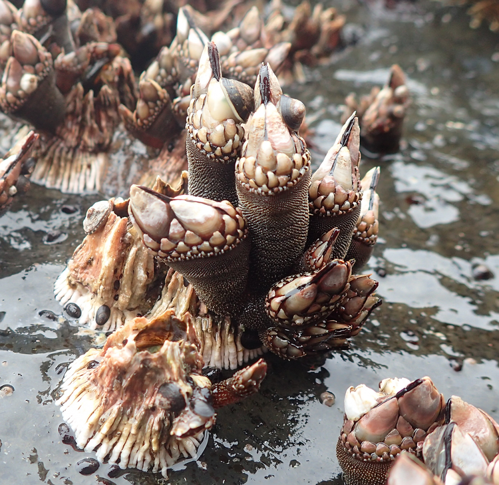 crab | Breaking Waves