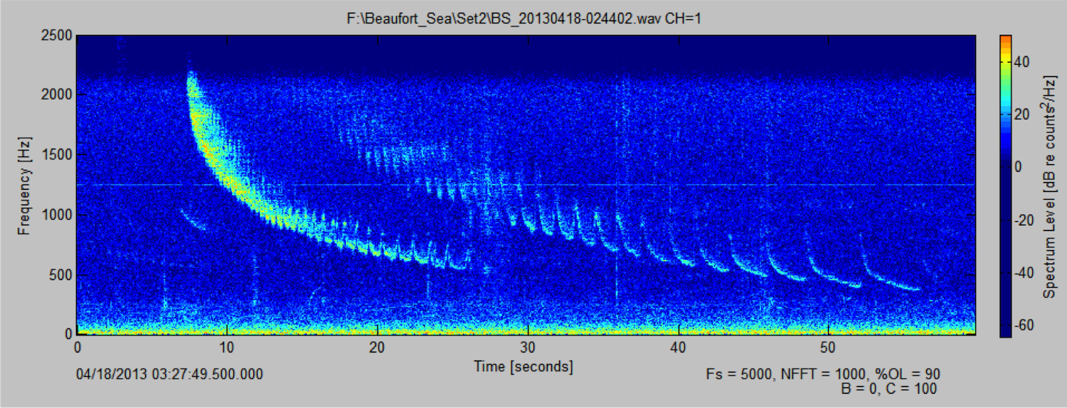Bearded_Seal-Spectrogram-cropped « Animal Bioacoustics
