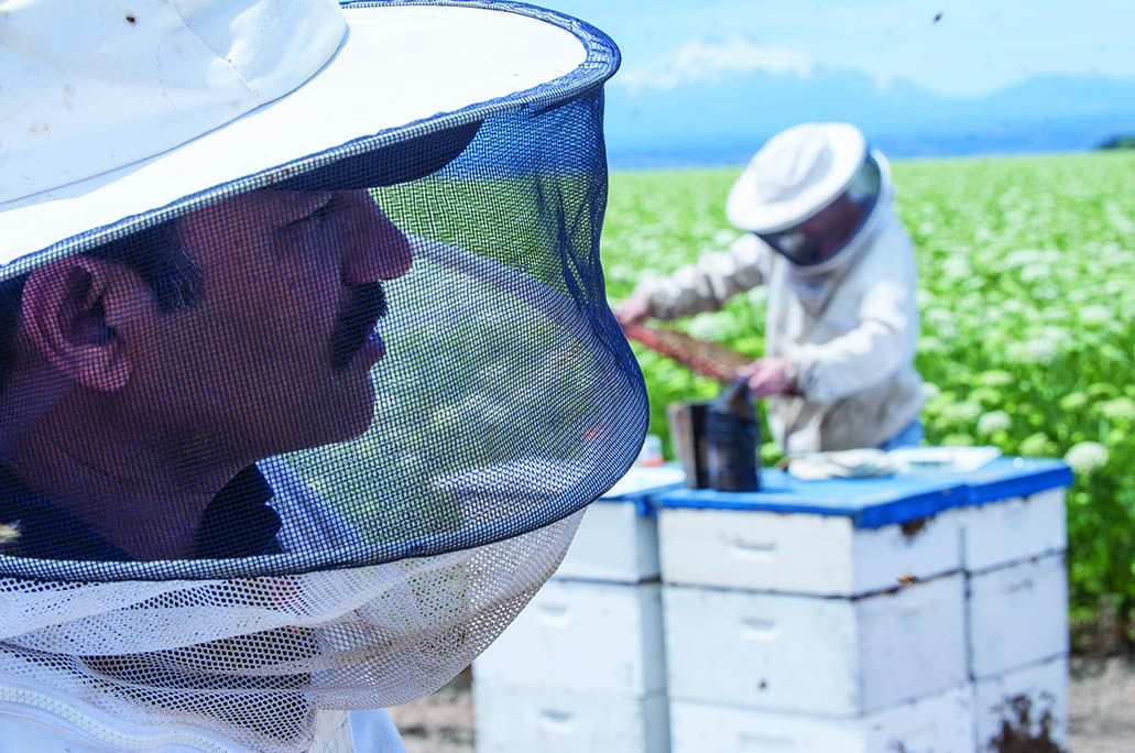 O&E Magazine | Well-fed bees fight off parasite