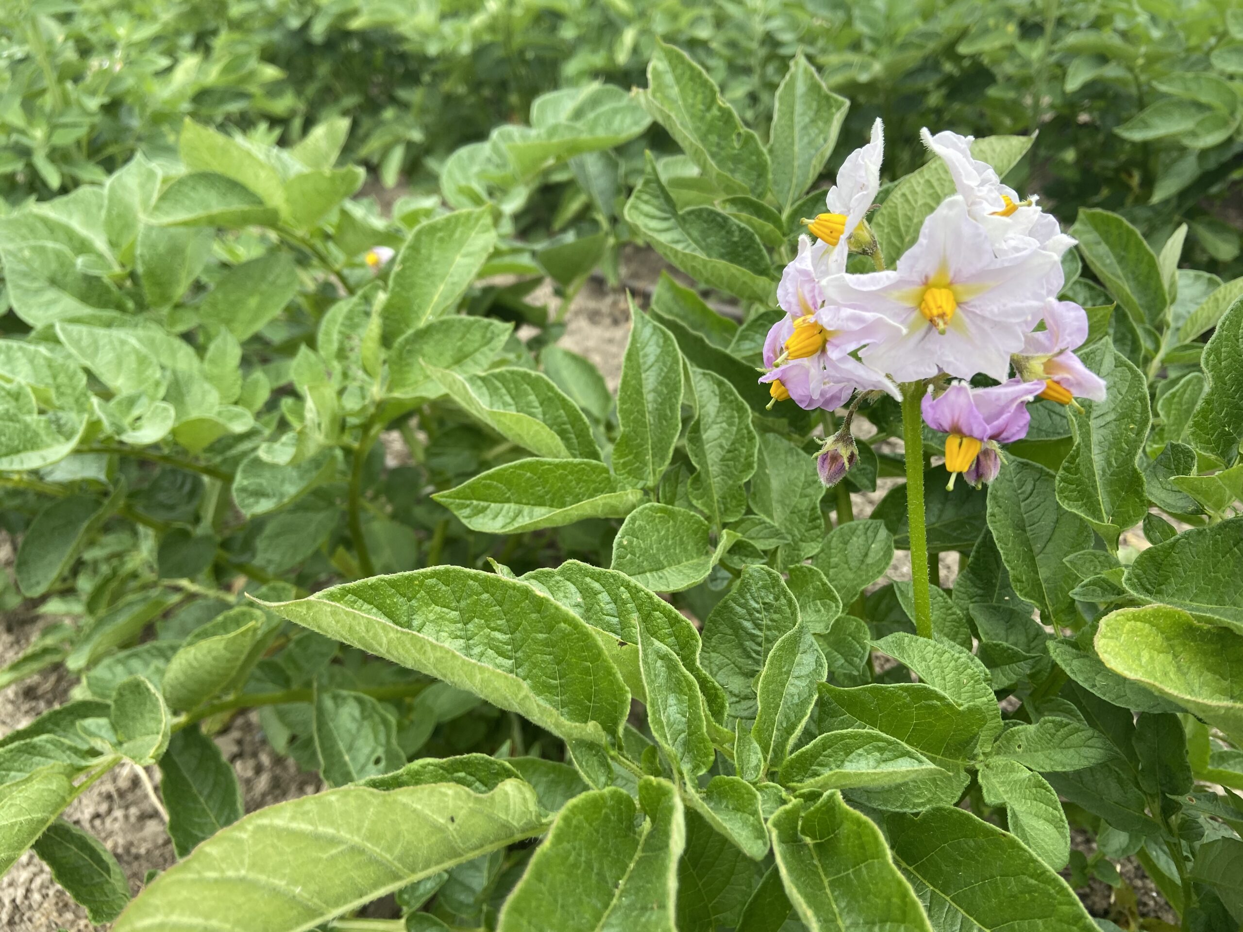 Brooke Edmunds « Horticulture updates from Oregon State University ...