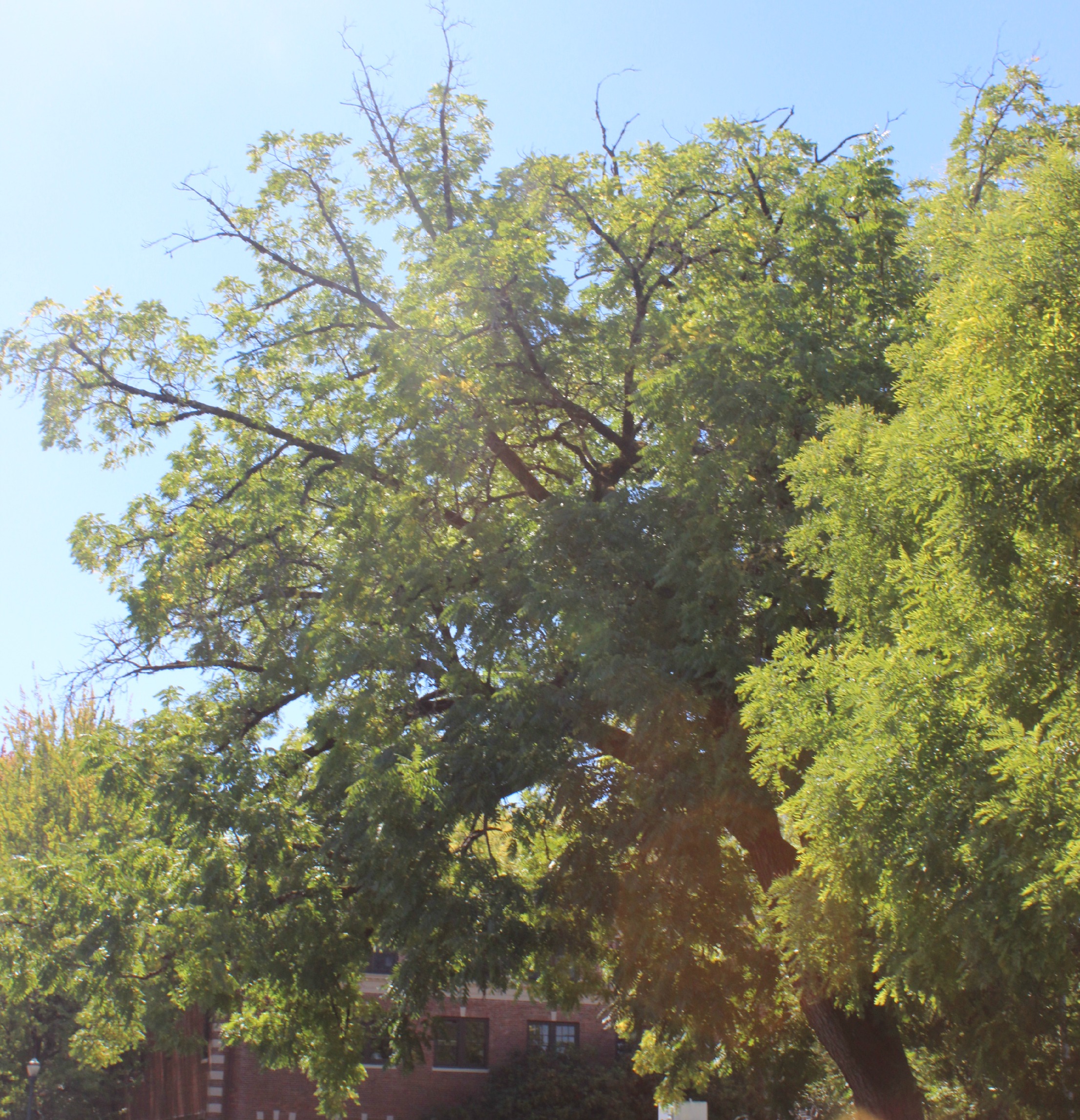 Integrating OSU Walnut Trees in Johnson Hall – Below the Radar