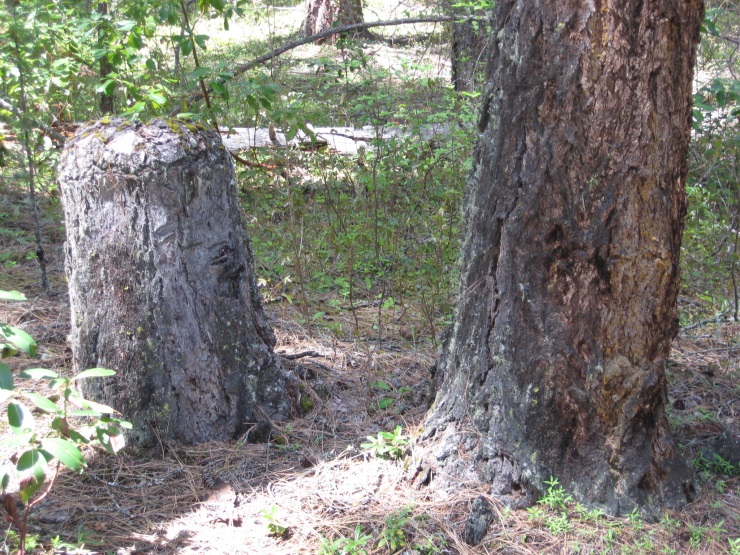 Tree Spatial Patterns in Forests Part II: How they develop, why you ...