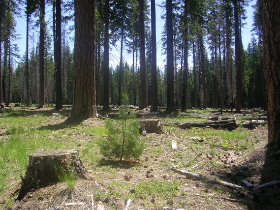 Tree Spatial Patterns in Forests Part I: What they are and why they are ...