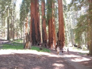 Tree Spatial Patterns in Forests Part I: What they are and why they are ...