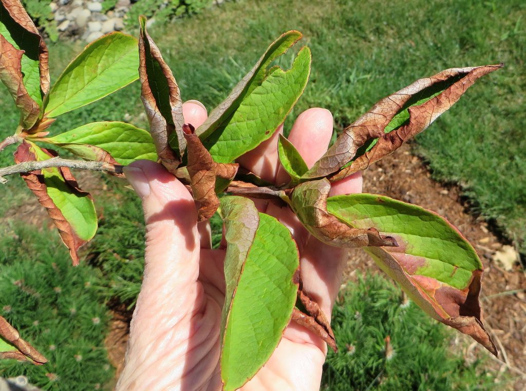 2017_Sept_Fig5 – abiotic tree young 2017-08-21 _5313 crop « OSU ...