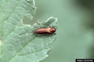 Rose stem girdler, a new pest of caneberries & roses « OSU Extension ...