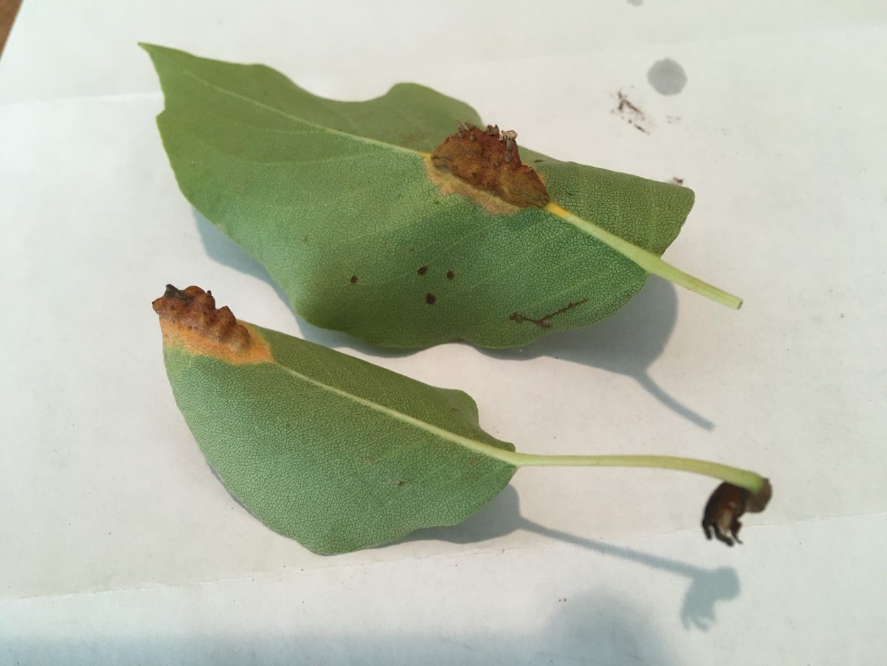Pear Trellis Rust – A New Disease « OSU Extension Service Metro-area ...