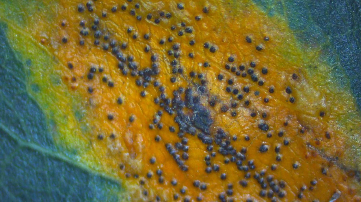 Pear Trellis Rust – A New Disease « OSU Extension Service Metro-area ...