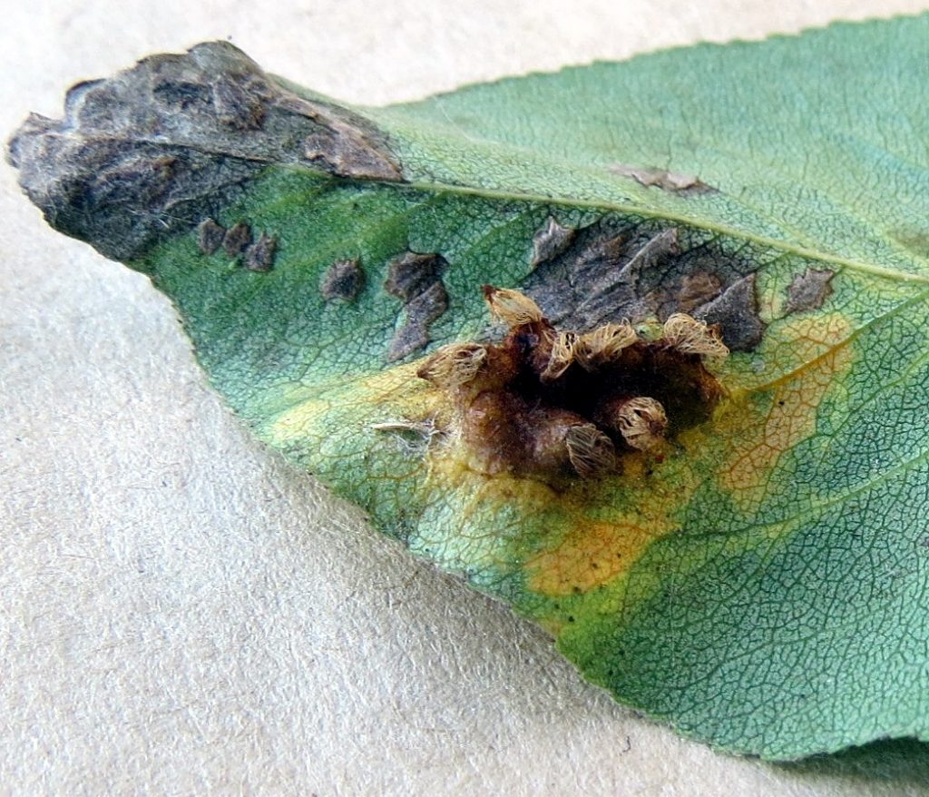 Pear Trees: Rust, times 2 « OSU Extension Service Metro-area Master ...