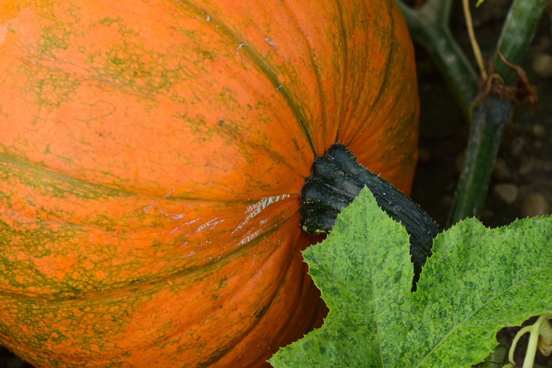 Pumpkin « OSU Extension Service Metro-area Master Gardener Newsletter