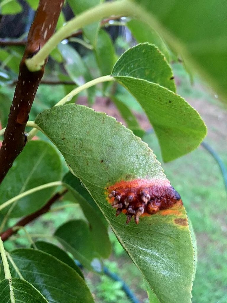 A New Spider; Trellis Rust « OSU Extension Service Metro-area Master ...